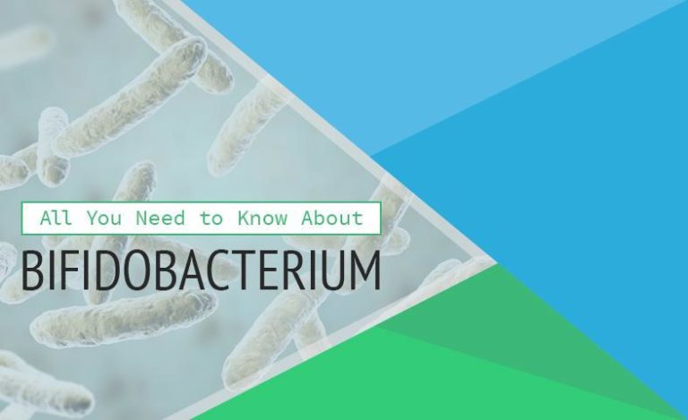 All You Need to Know About Bifidobacterium - Specialty Enzymes ...